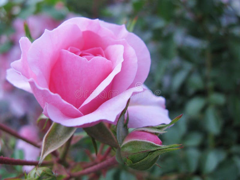 A blooming rose flower stock image. Image of close, love - 36297473