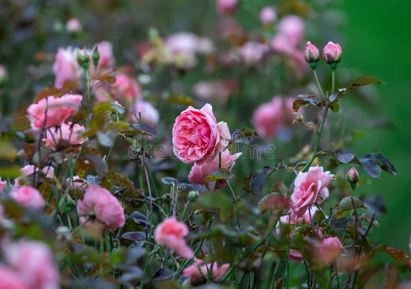 Blooming Rose Flowers in Garden Stock Photo - Image of landscape ...