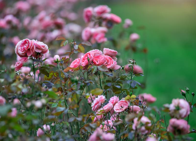 Blooming Rose Flowers in Garden Stock Image - Image of family, full ...