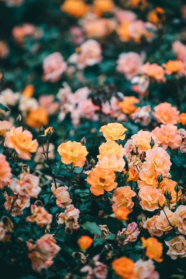 Blooming Rose Sequence stock photo. Image of budding - 60131916