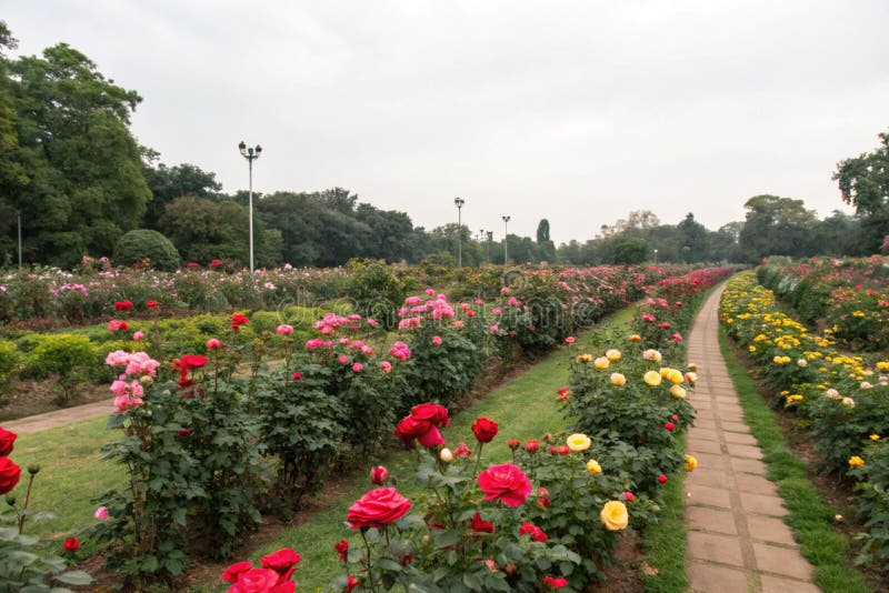Blooming Rose Garden in New Delhi Stock Image - Image of view ...