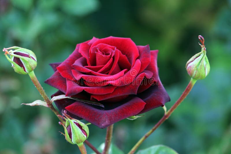 Inga Stock Photos - Download 147 Royalty Free Photos