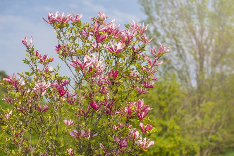 Blooming Rose Magnolia Bush on a Spring Day Stock Image - Image of ...