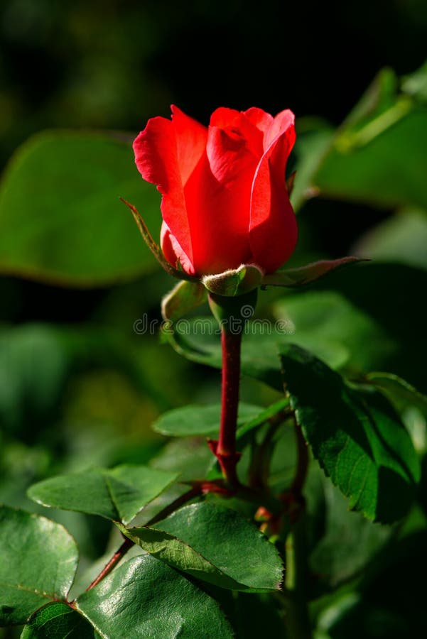 A Coral Flower that Adorns the Soil in a Beautiful Greenhouse Stock ...