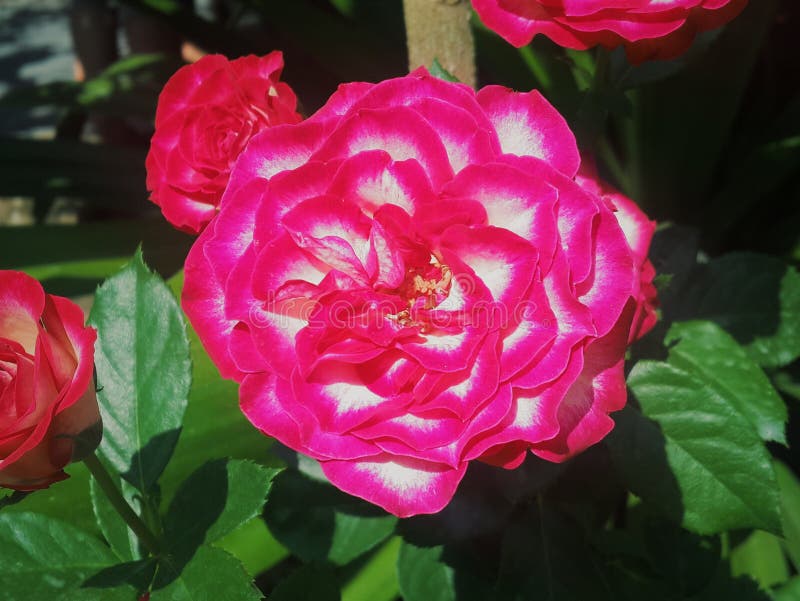 Blooming rose stock photo. Image of color, rose, pink - 48803986