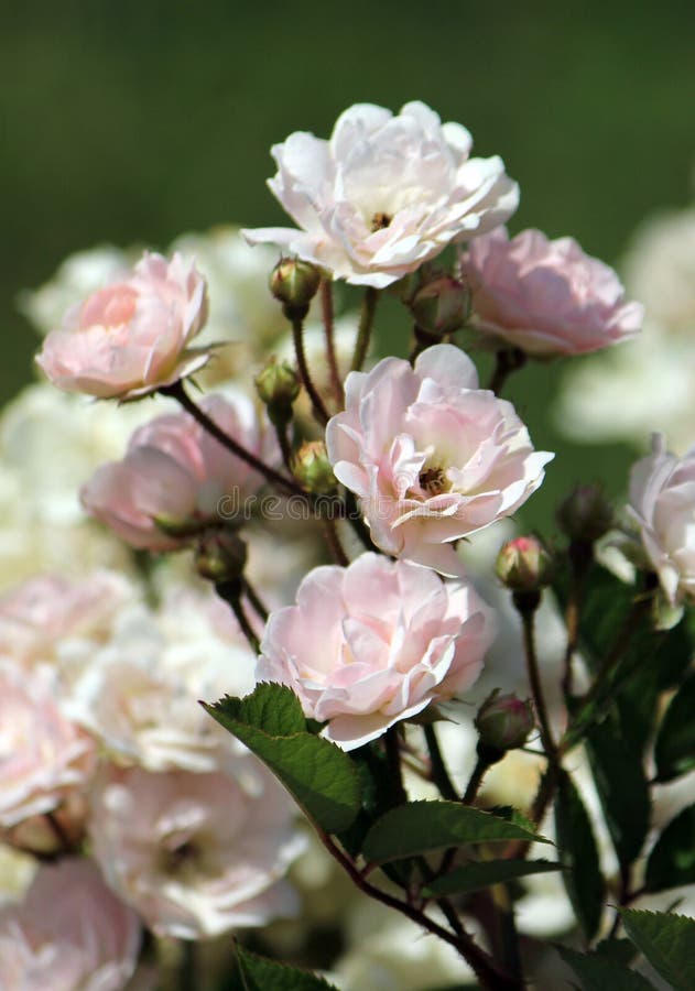 Rose variety Iceberg stock photo. Image of growth, rose - 11712746