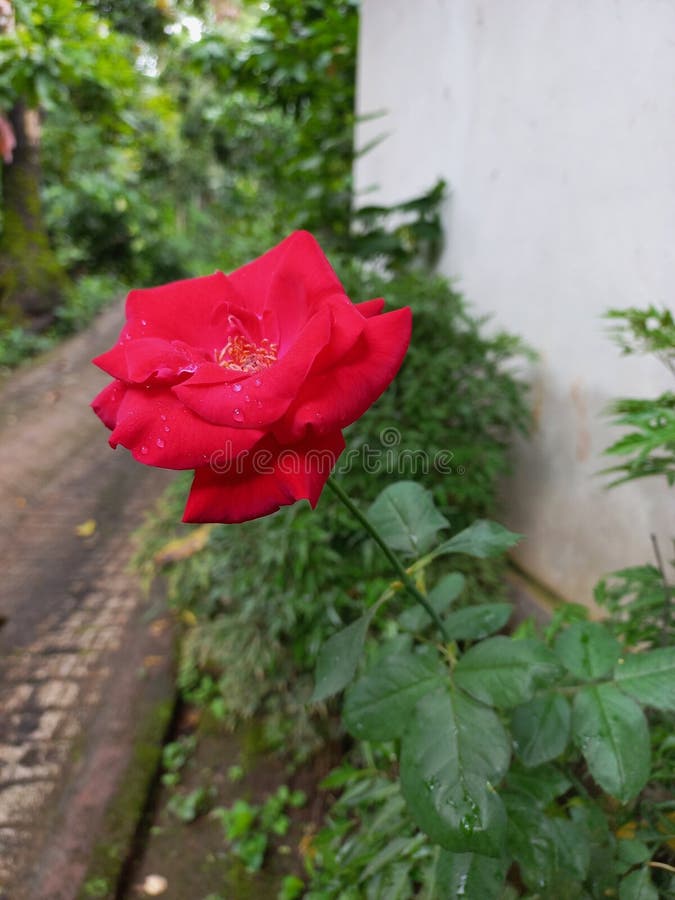A Blooming Rose and Water Drops after Rain in Bali Stock Photo - Image ...