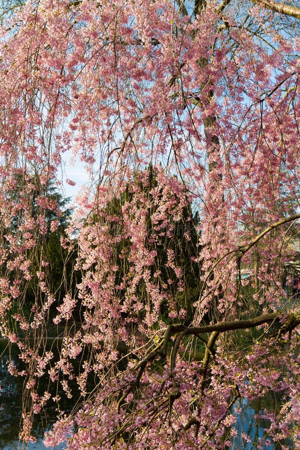 Blooming Rosebud Cherry Tree Stock Image - Image of japan, nature: 52652997