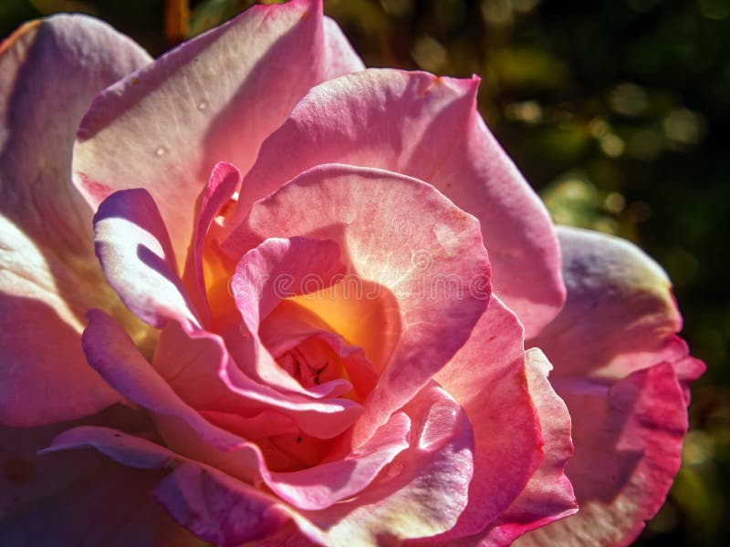 A Blooming Rosebud of Pink Color in the Garden Stock Photo - Image of ...