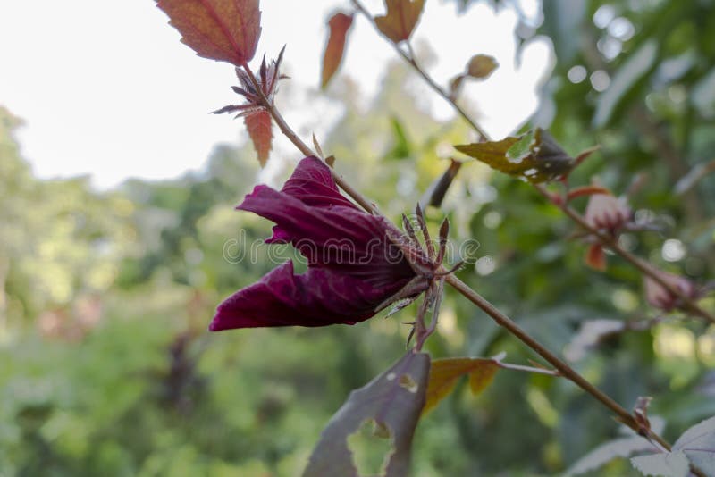 Blooming Roselle Hibiscus Sabdariffa Red Fruit Flower Stock Photo ...
