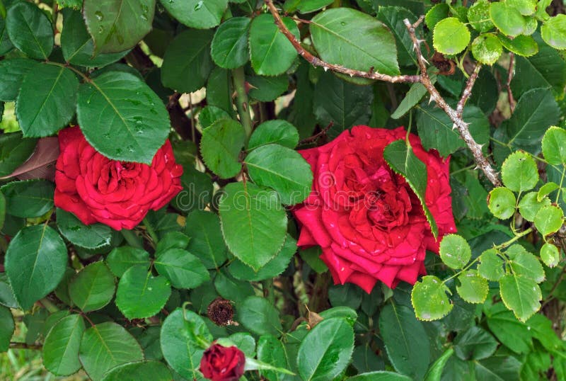Blooming Roses between Branches and Leaves Stock Image - Image of plant ...