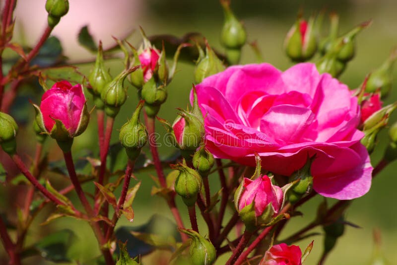 Blooming roses stock photo. Image of spring, summer, roses - 47014388