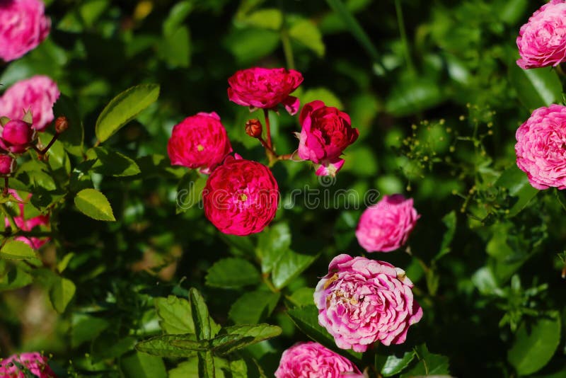 Blooming Roses in the Garden in Spring Stock Image - Image of blooming ...