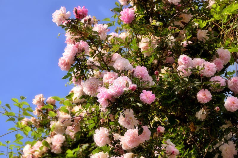 Blooming roses stock photo. Image of blooming, roses - 217480182