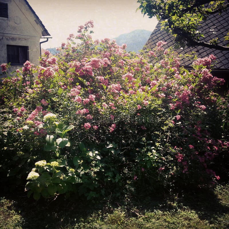 Spring in progress stock image. Image of roses, warm - 110871223