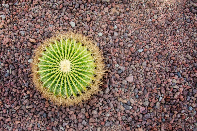 Blooming Round Shaped Cactus. Stock Image - Image of garden, growthing ...