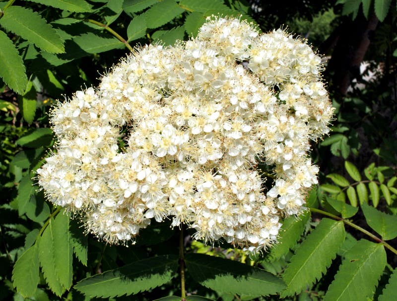 Blooming Rowan Tree, Sorbus Aucuparia Near Walkway in Spring City Park ...