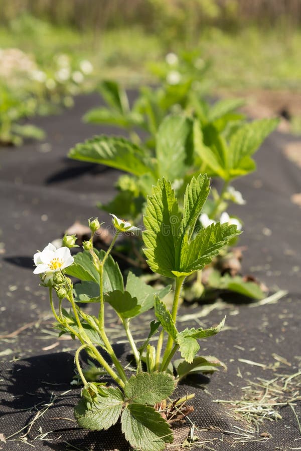 Blooming Rows of Strawberries Stock Photo - Image of blooms, herbs ...