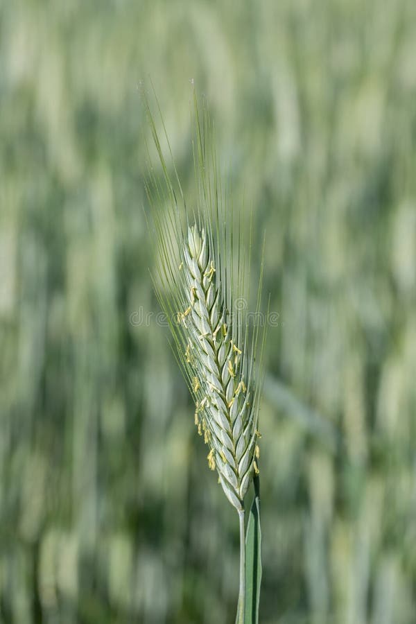 Blooming Rye (Secale Cereale). Stock Photo - Image of field, crop ...