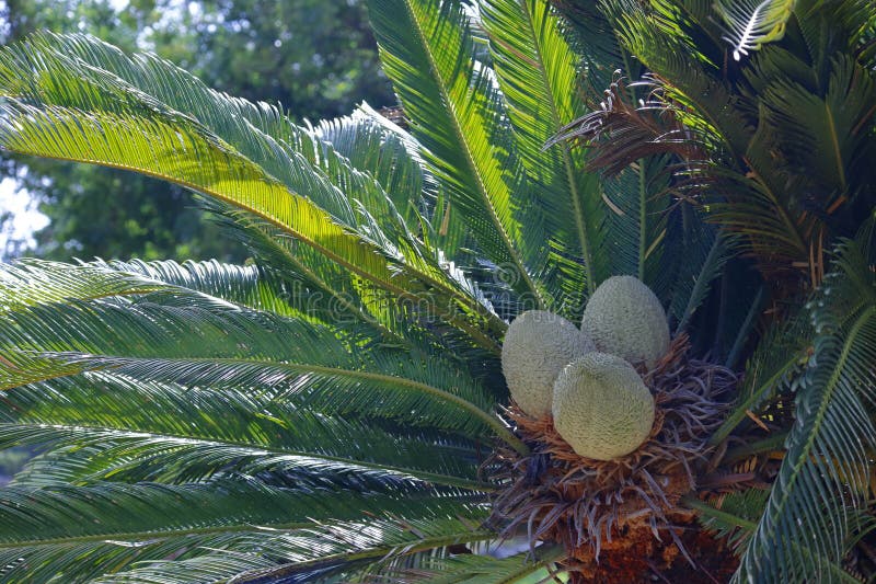 Blooming of the Sago Palm. Palm Tree Stock Photo - Image of sago, tree ...