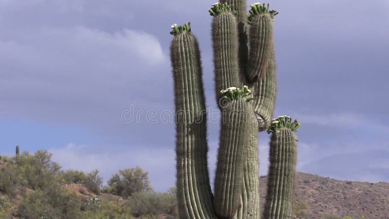 Cactus Blooming Action stock footage. Video of garden - 278813986