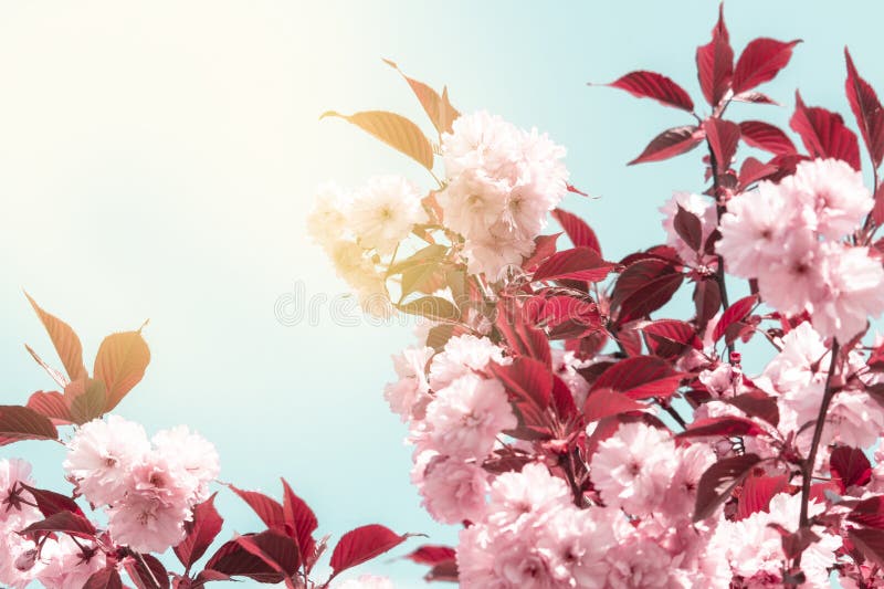 Blooming Sakura Branches in Spring in Vinnitsa Ukraine. Japanese Cherry ...