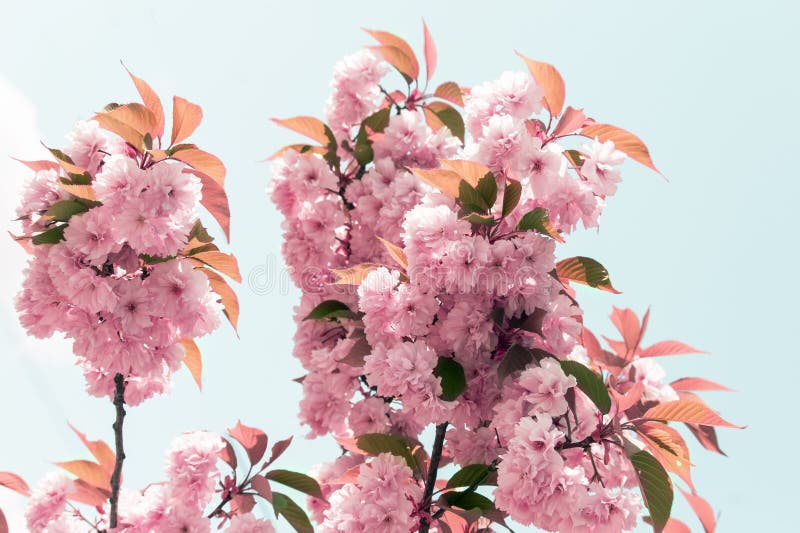 Blooming Sakura Branches in Spring in Vinnitsa Ukraine. Japanese Cherry ...