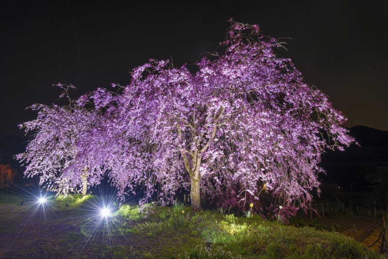 Blooming Sakura Flower Tree in Japanese Garden at Night Stock Image ...