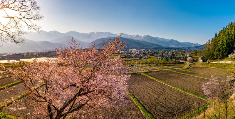 Sakura in front of Castle stock image. Image of castle - 144498979