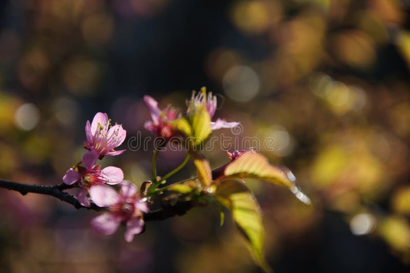 The Blooming Sakura in Garden Stock Image - Image of attractive, garden ...