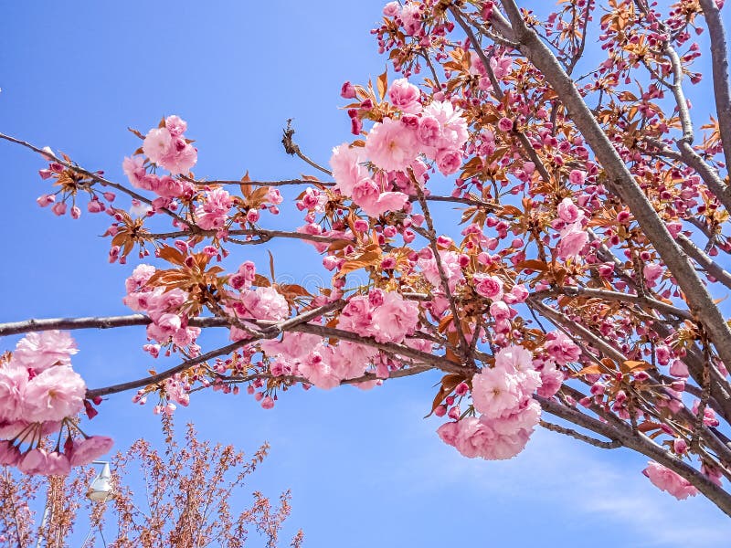 Blooming Sakura Kanzan in Europe Stock Image - Image of garden ...