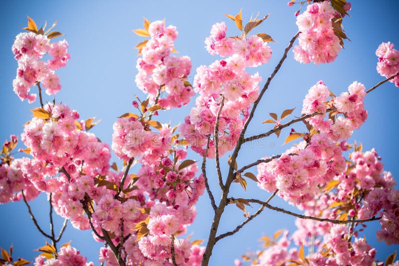 Blooming Sakura Kanzan in Europe Stock Image - Image of bloom, colorful ...