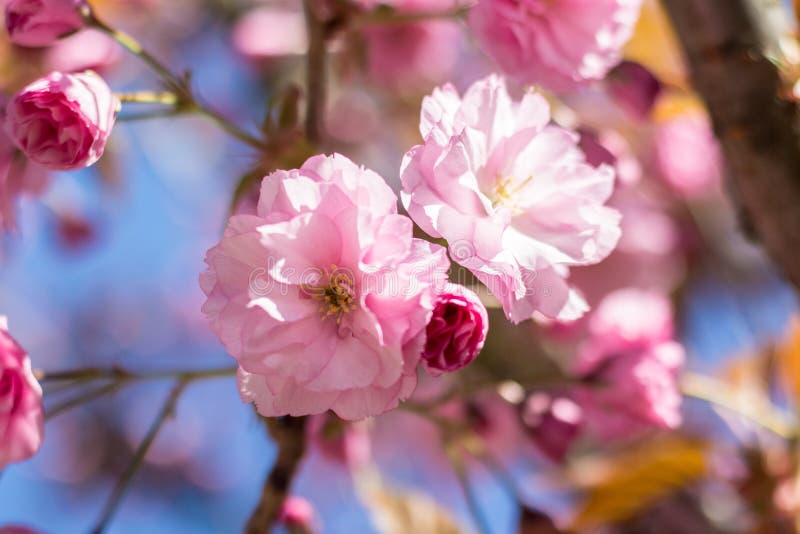 Blooming Sakura Kanzan in Europe Stock Image - Image of botanical ...