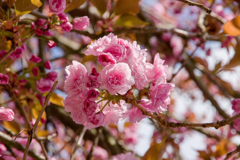 Flowering sakura stock image. Image of growth, flowering - 145213923