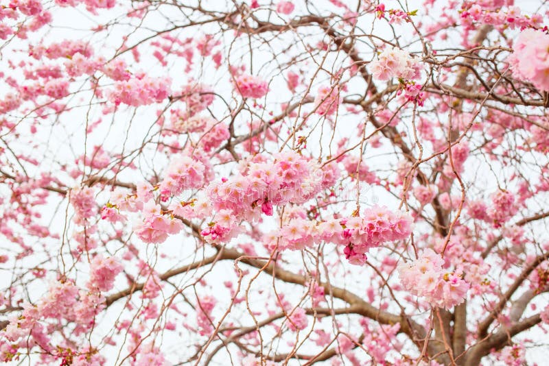 Blooming sakura tree stock image. Image of japanese, sakura - 90142967