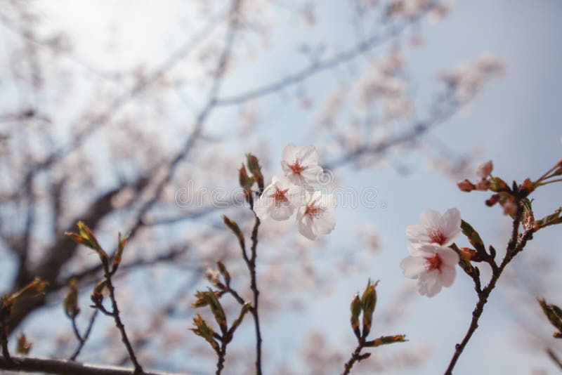 Blooming Sakura Tree on a Background of Blue Sky, Delicate Spring ...