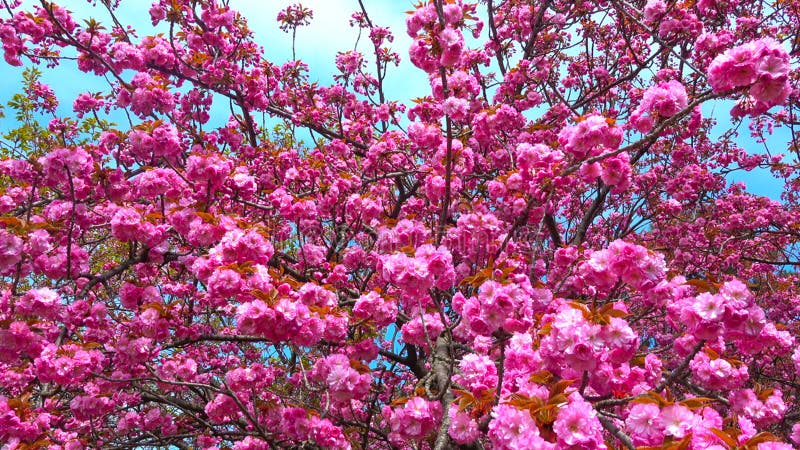 Blooming Sakura Tree in the Botanical Garden, Ukraine Stock Image ...