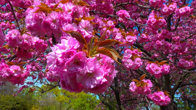 Blooming Sakura Tree in the Botanical Garden, Ukraine Stock Image ...