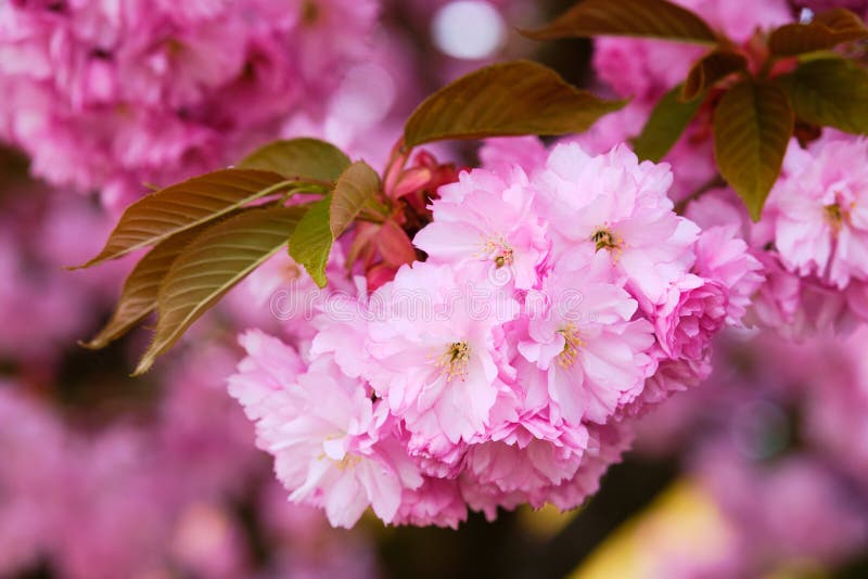 Blooming Sakura Tree Detail Stock Photo - Image of botanical, oriental ...