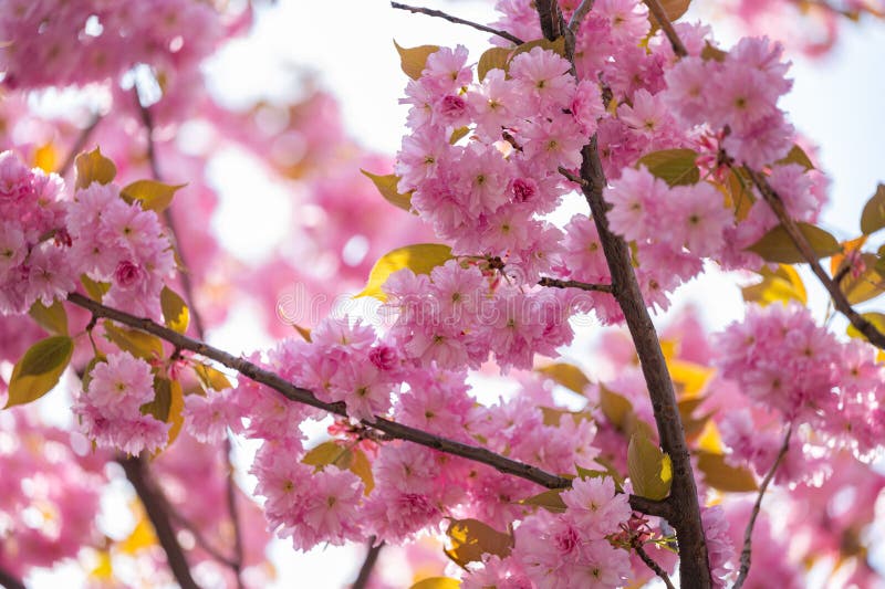 Blooming Sakura Tree with Pink Flowers in Spring Stock Image - Image of ...
