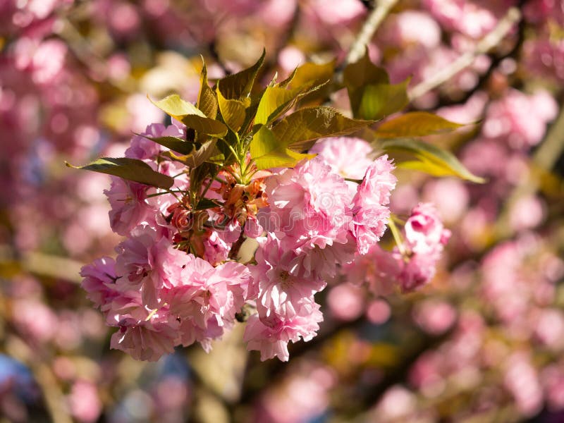 Blooming Sakura Tree in Spring Sunny Day Stock Photo - Image of botany ...