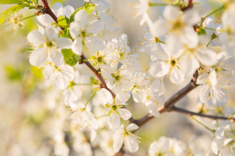 Blooming Sakura Tree on Sky Background in Garden or Park Stock Photo ...