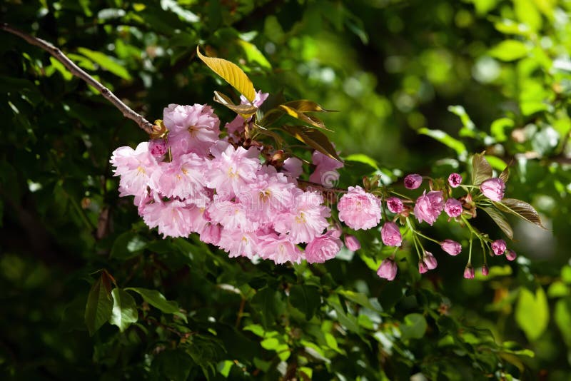 Blooming Sakura Tree in Spring Stock Photo - Image of april, macro ...