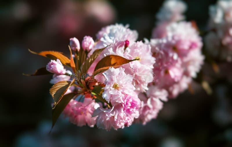 Blooming Sakura Tree in Spring Stock Photo - Image of gardening, card ...