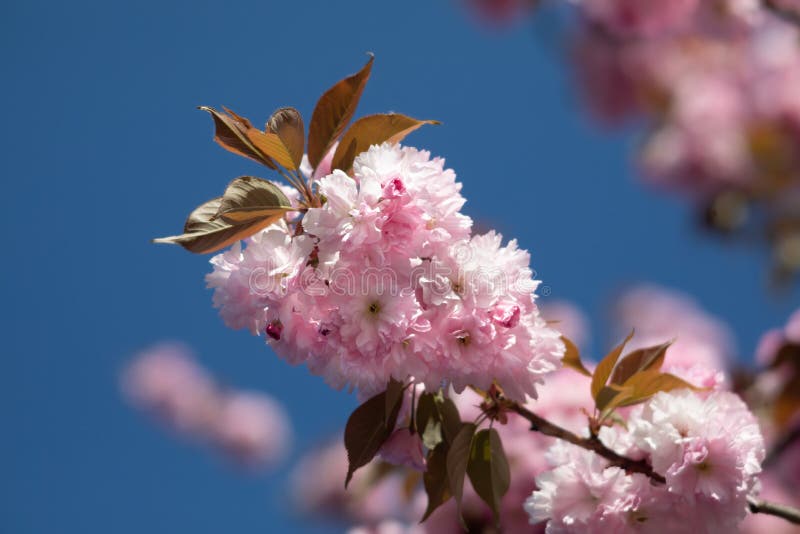 Blooming Sakura Tree in Spring Stock Image - Image of background ...