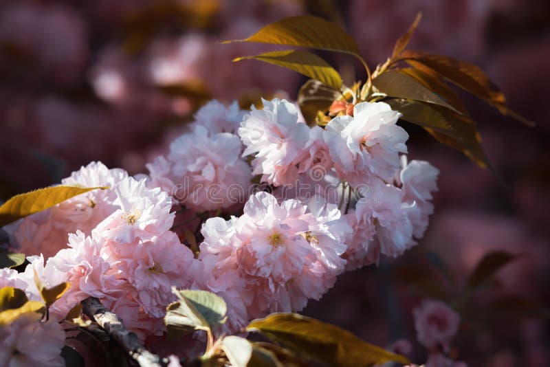 Blooming Sakura Tree in Spring Stock Photo - Image of blossoming ...