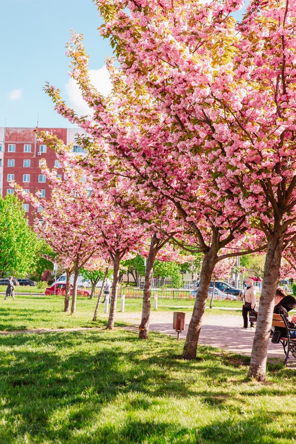 Blooming Sakura Trees at Lviv Street Editorial Photography - Image of ...