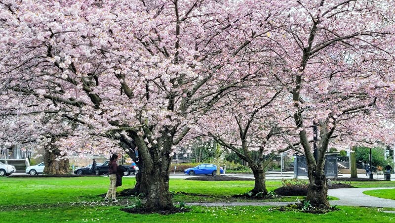 Blooming Sakura Trees in a Public Park Stock Photo - Image of sakura ...