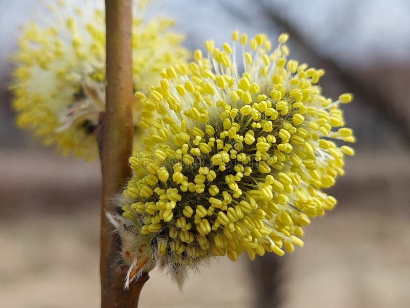 Blooming Salix stock photo. Image of sign, nature, willows - 274562340