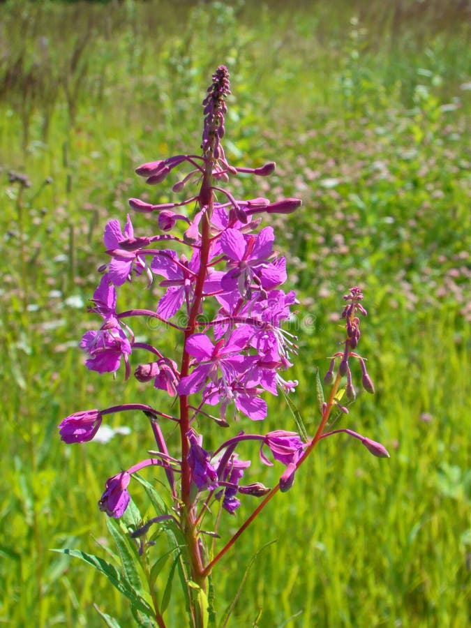 Blooming Sally flower stock photo. Image of willow, outdoor - 92245056
